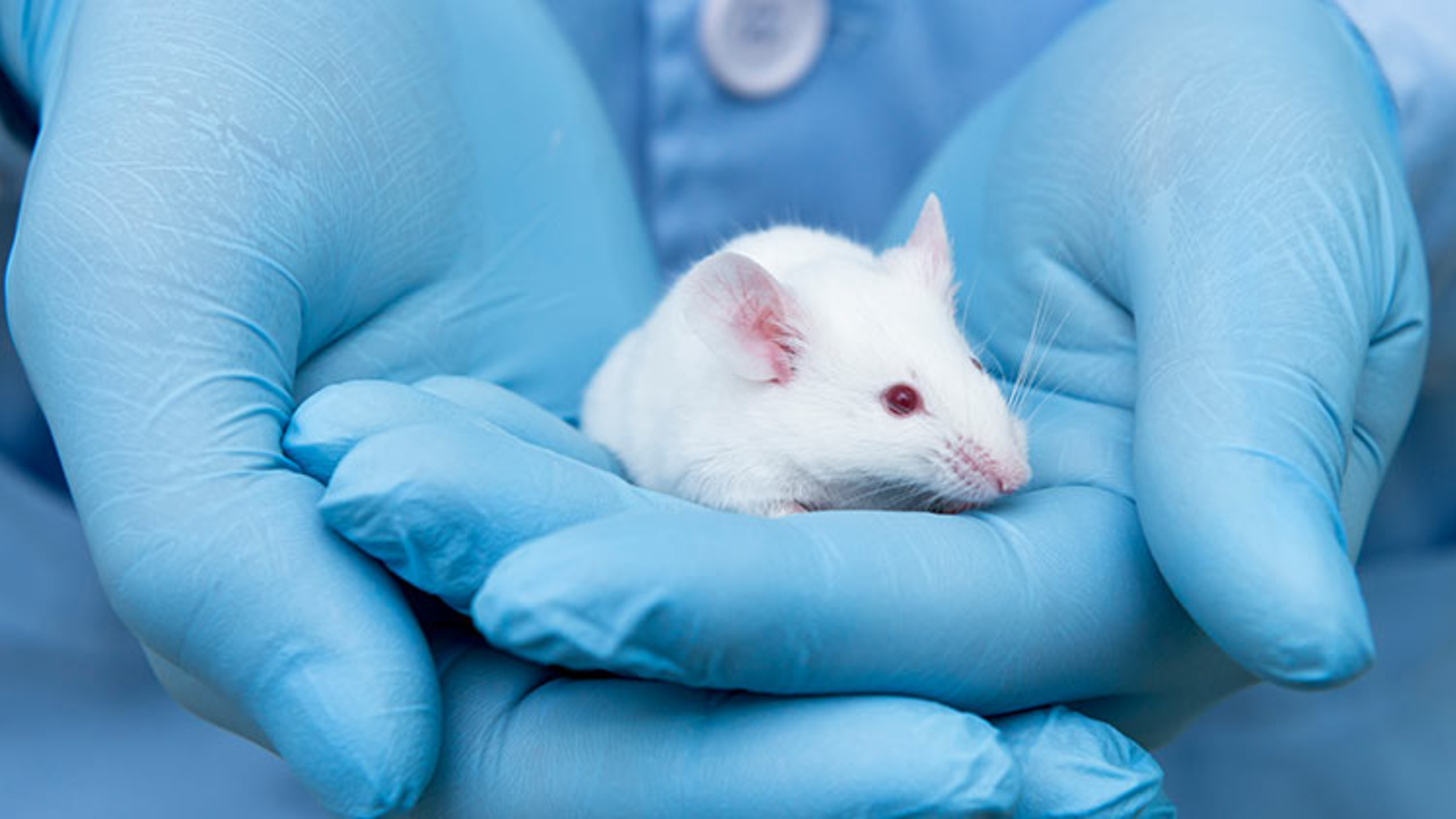 Vertebrate Animal Research | Office of the Vice President for Research ...